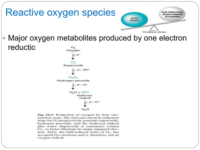Free radicals and reactive oxygen species | PPTX | Chemistry | Science