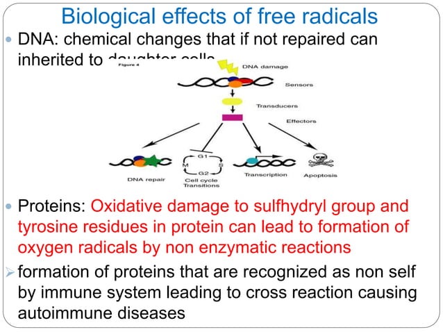 Free radicals and reactive oxygen species