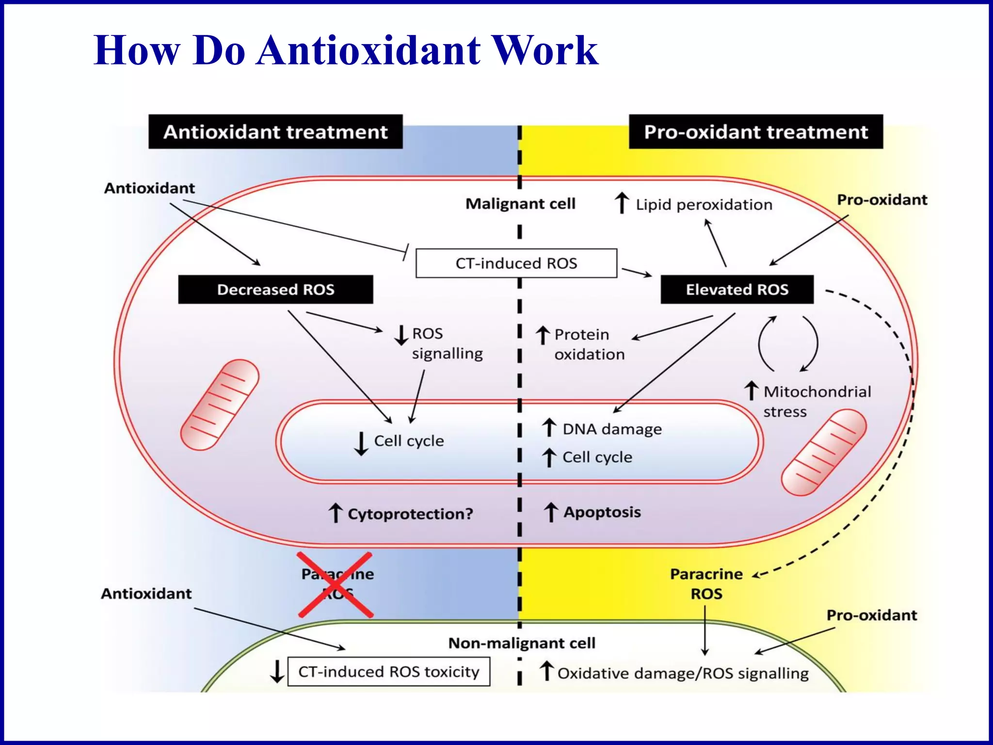 Free Radical and Antioxidant | PDF