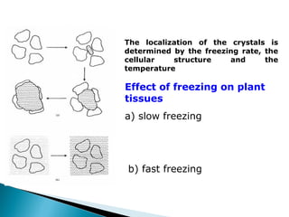 Freezing | PPT | Chemistry | Science