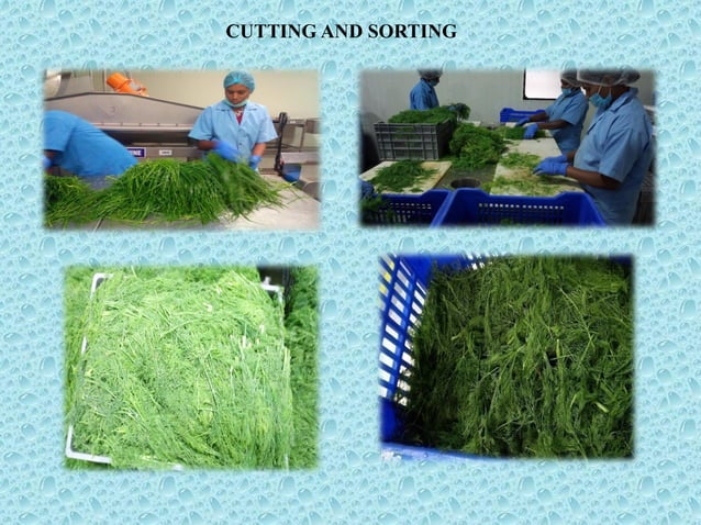 Freezing pdf | PDF | Chemistry | Science