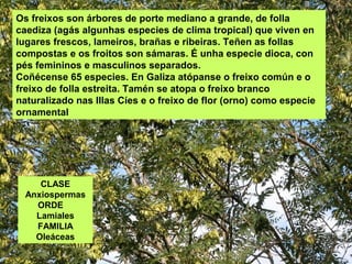 Freixos | PPS
