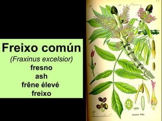 Freixos | PPS