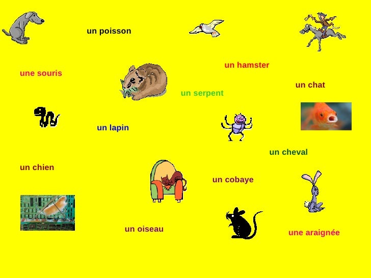 Sea Animals Names In French at Rocio Wilds blog