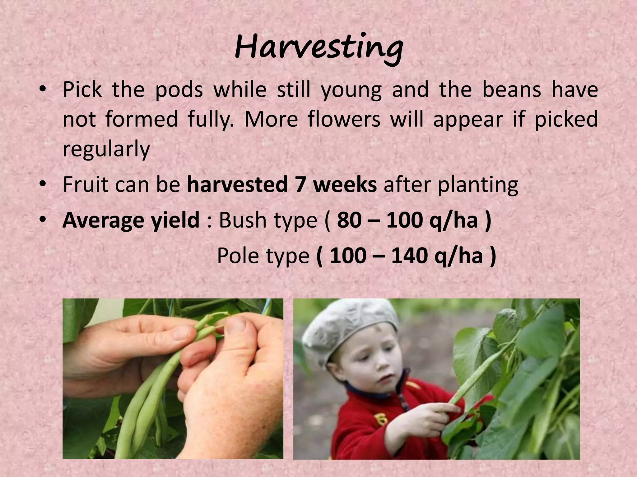 Production technology of French bean | PPTX