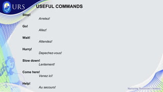 ESSENTIAL WORDS AND PHRASES Here are some basic words and phrases that ...