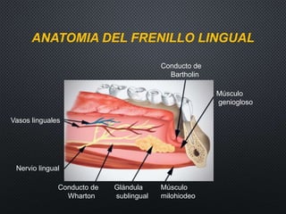 Frenillos Bucales su importancia en Ortodoncia | PPTX