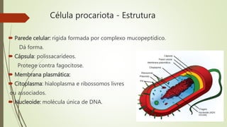 2016 Frente 1 modulo 1 organizacao dos seres vivos | PPTX