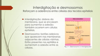 Frente 1 modulo 2 membrana plasmatica | PPT