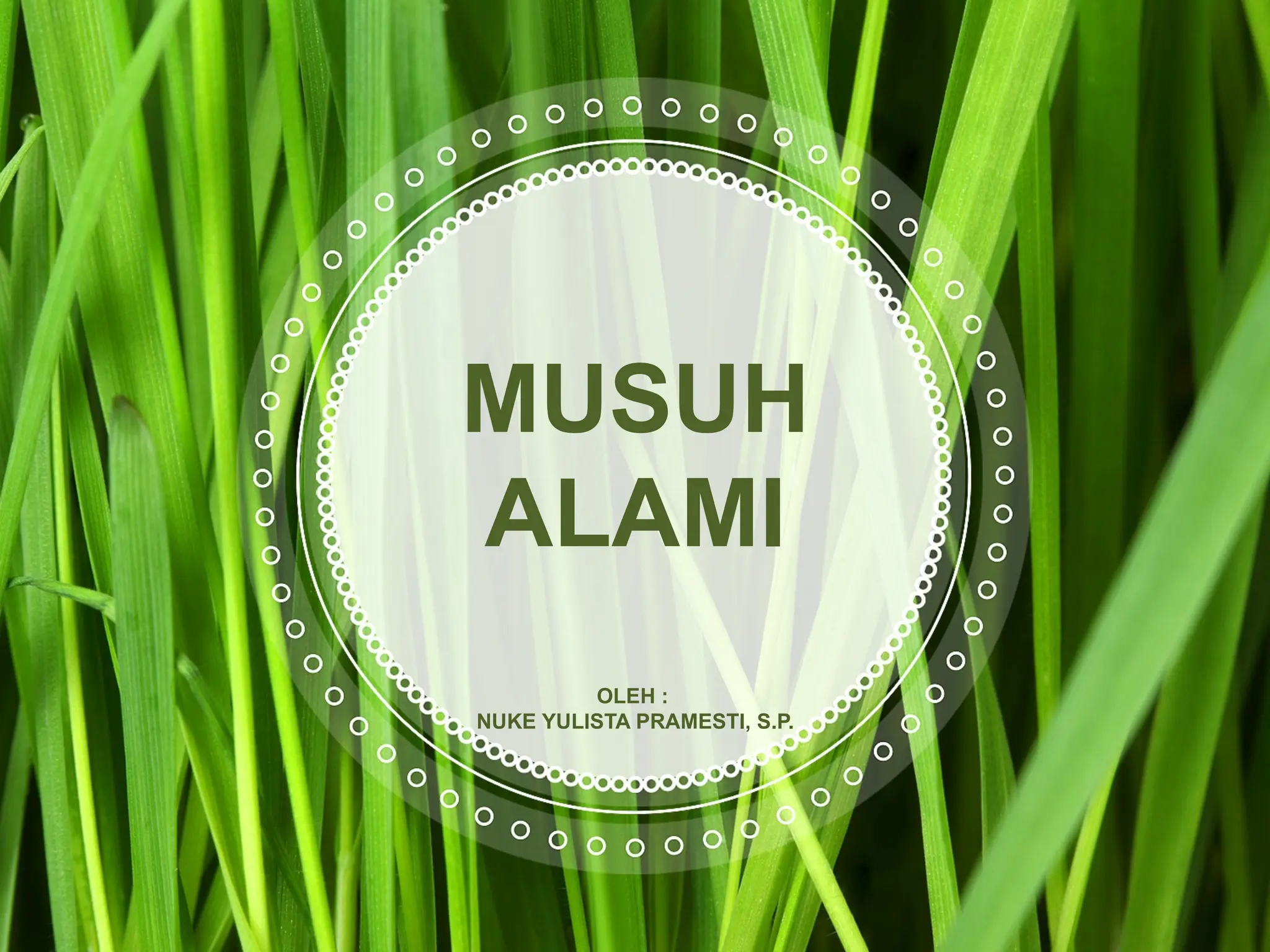 musuh alami pada tanaman padi dan cara mengatasinya | PPTX