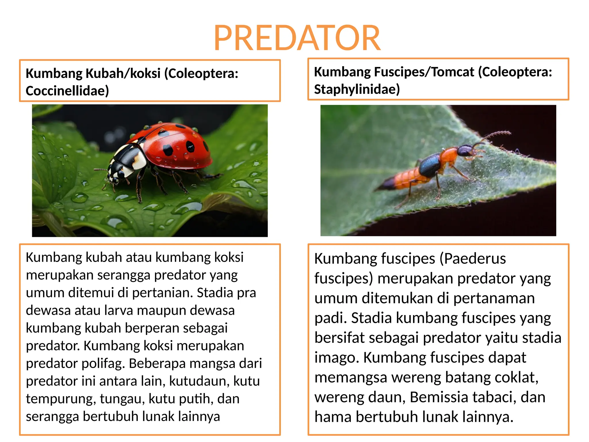 musuh alami pada tanaman padi dan cara mengatasinya | PPTX