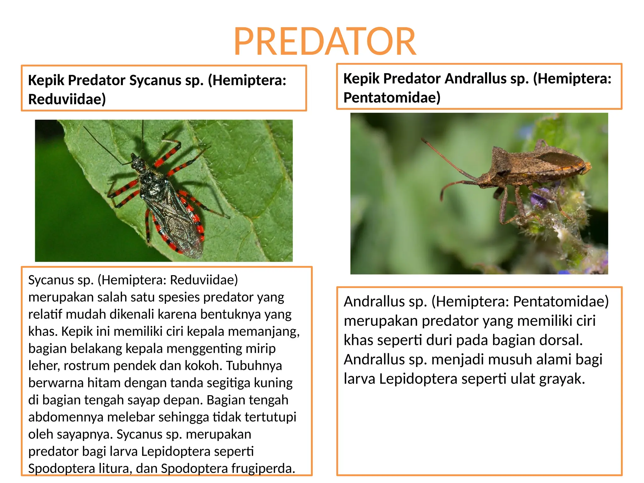 musuh alami pada tanaman padi dan cara mengatasinya | PPTX
