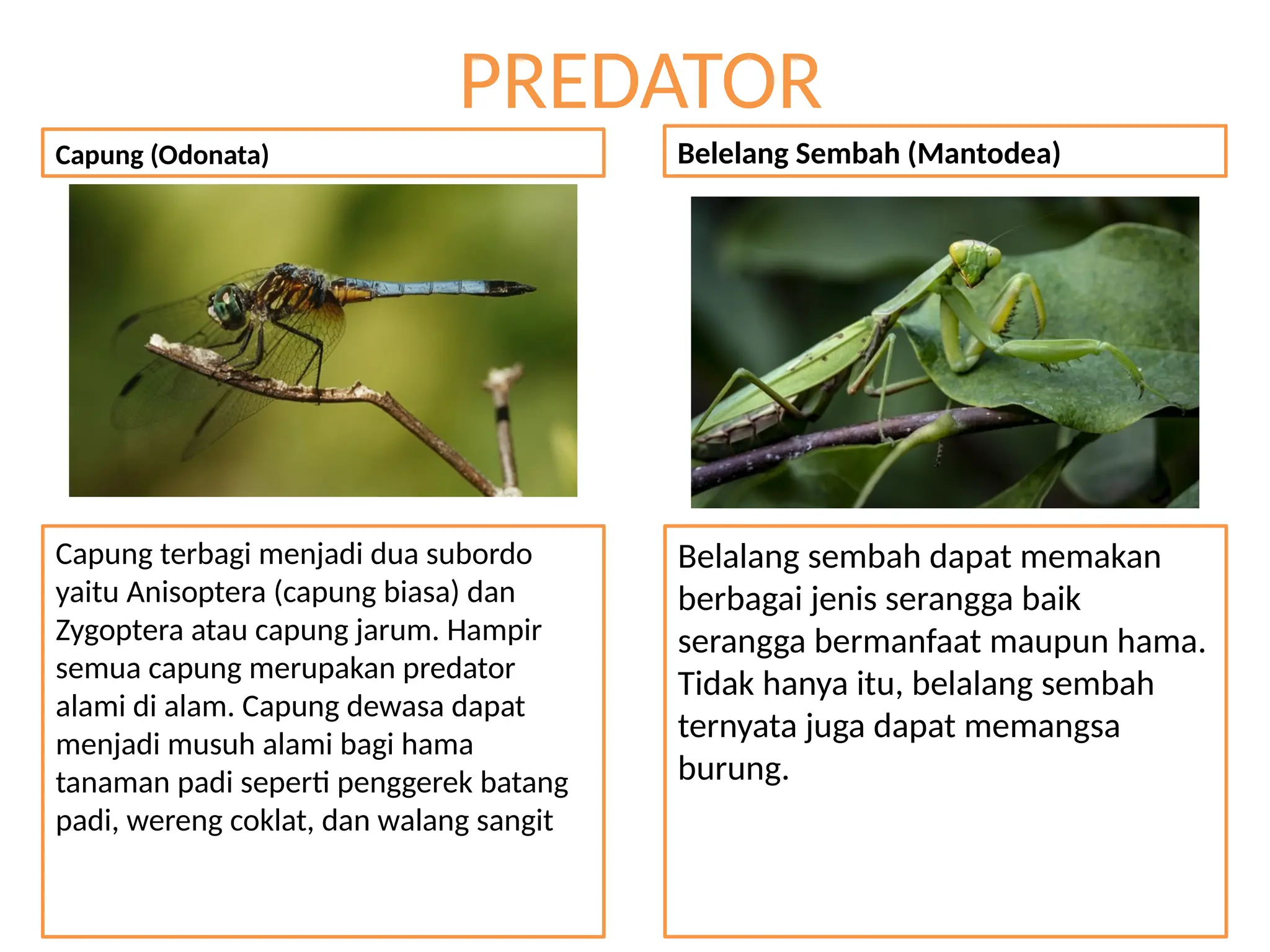 musuh alami pada tanaman padi dan cara mengatasinya | PPTX