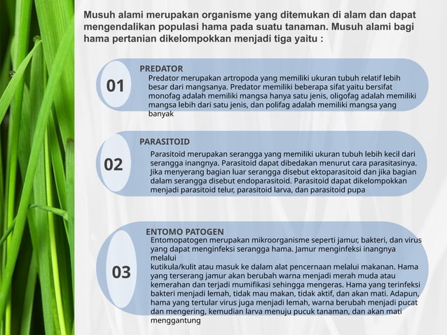 musuh alami pada tanaman padi dan cara mengatasinya | PPTX