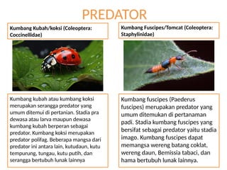 musuh alami pada tanaman padi dan cara mengatasinya | PPTX