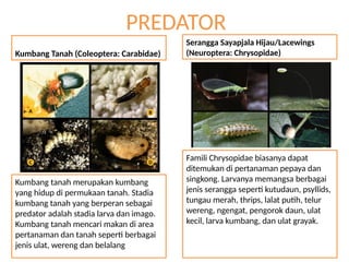 musuh alami pada tanaman padi dan cara mengatasinya | PPTX