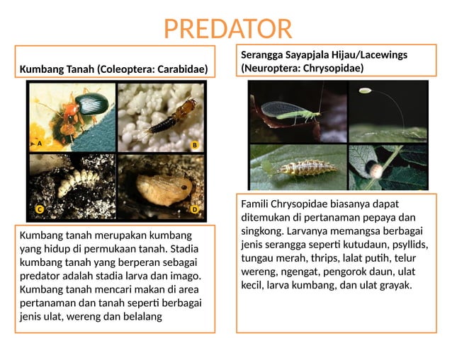 musuh alami pada tanaman padi dan cara mengatasinya | PPTX