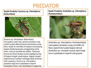 musuh alami pada tanaman padi dan cara mengatasinya | PPTX