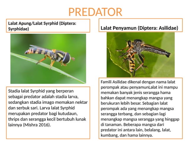 musuh alami pada tanaman padi dan cara mengatasinya | PPTX