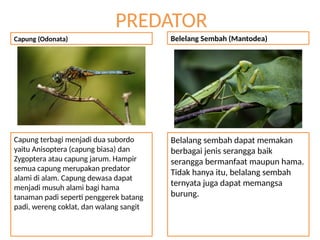 musuh alami pada tanaman padi dan cara mengatasinya | PPTX