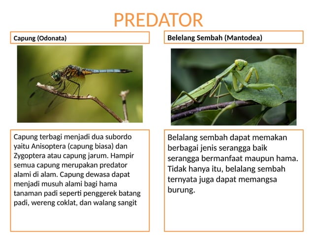 musuh alami pada tanaman padi dan cara mengatasinya | PPTX