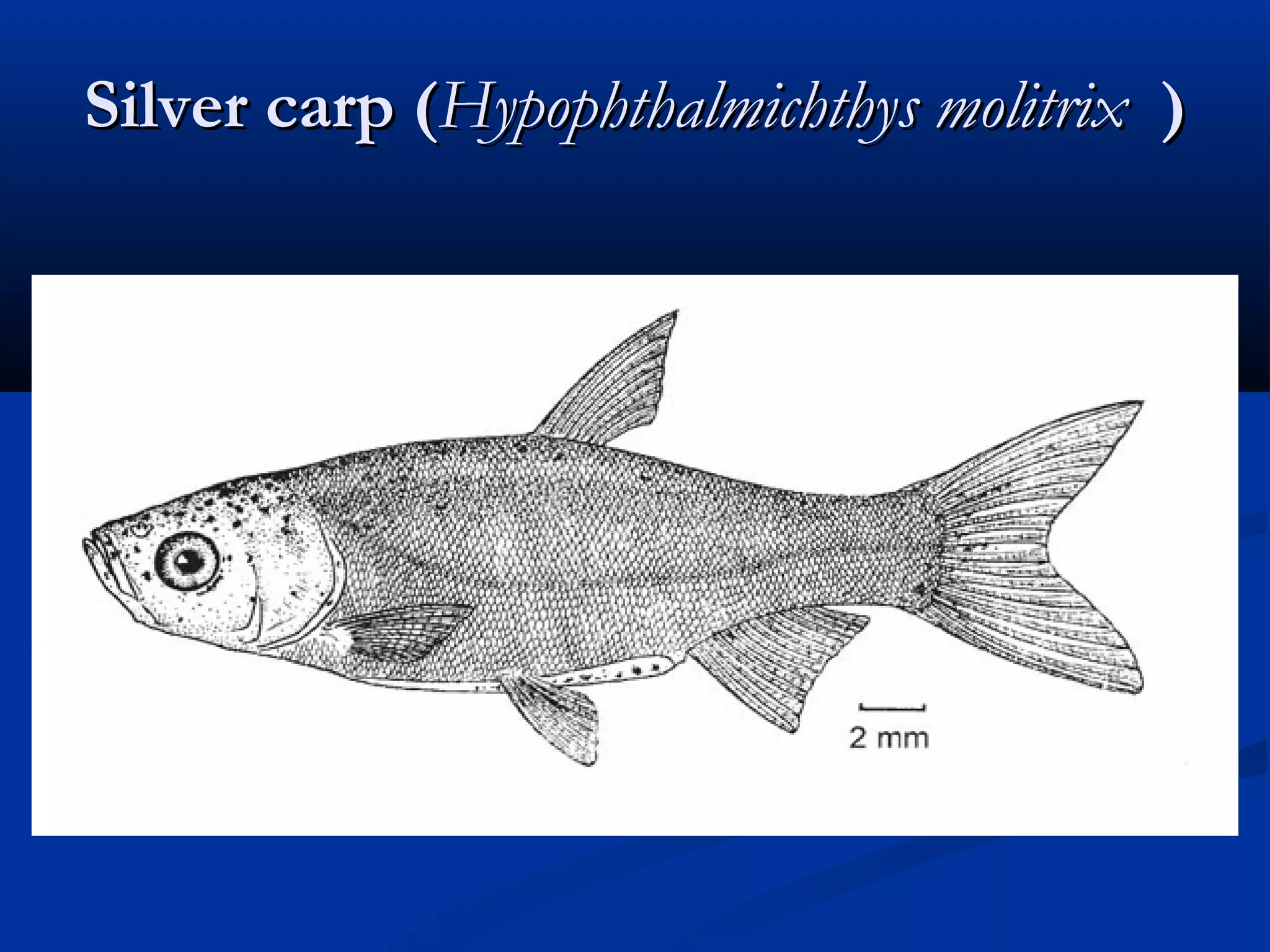 Fresh and marine fish and shell fish | PPT