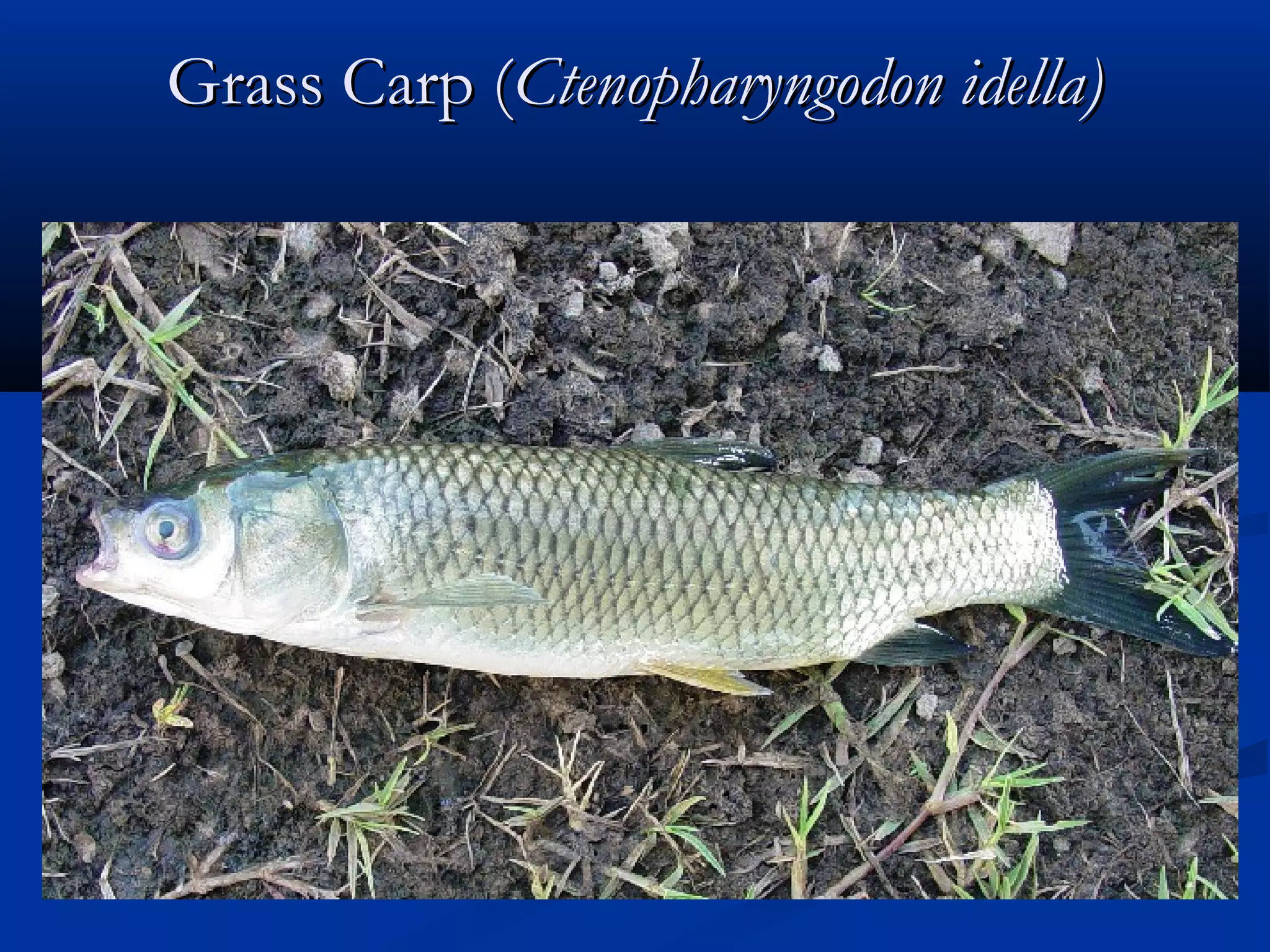 Fresh and marine fish and shell fish | PPT | Zoos & Aquariums | Attractions