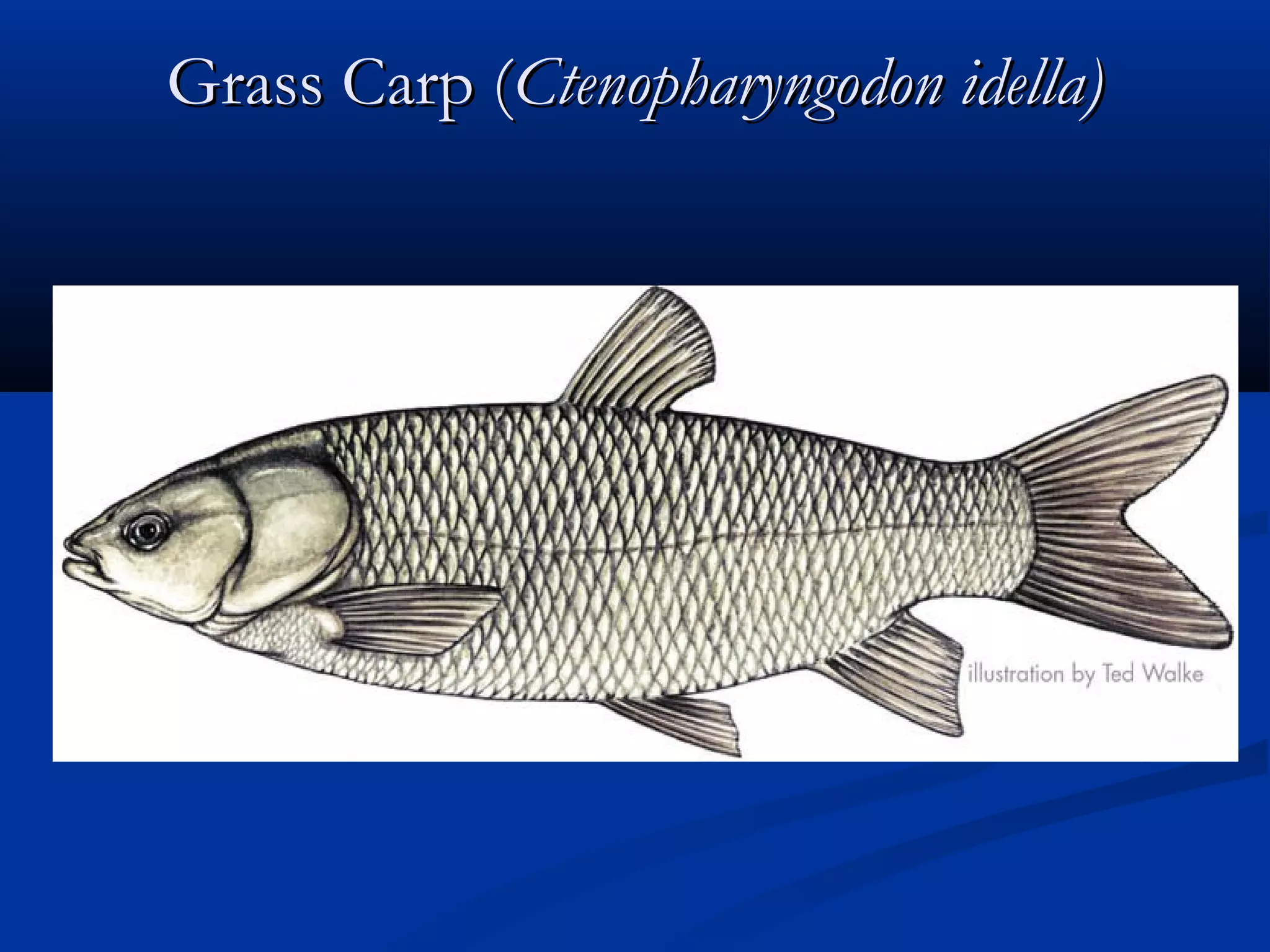 Fresh and marine fish and shell fish | PPT