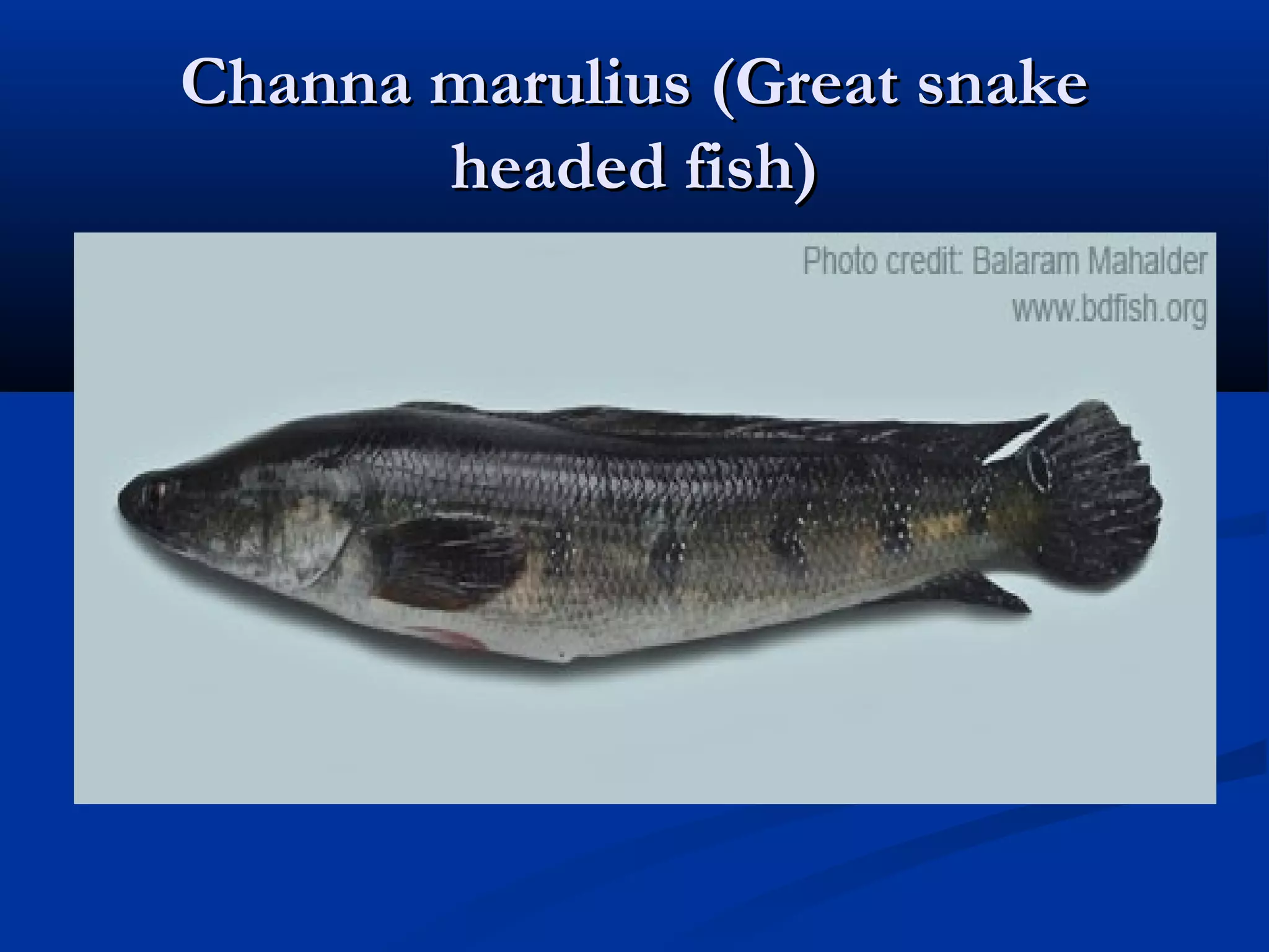 Fresh and marine fish and shell fish | PPT