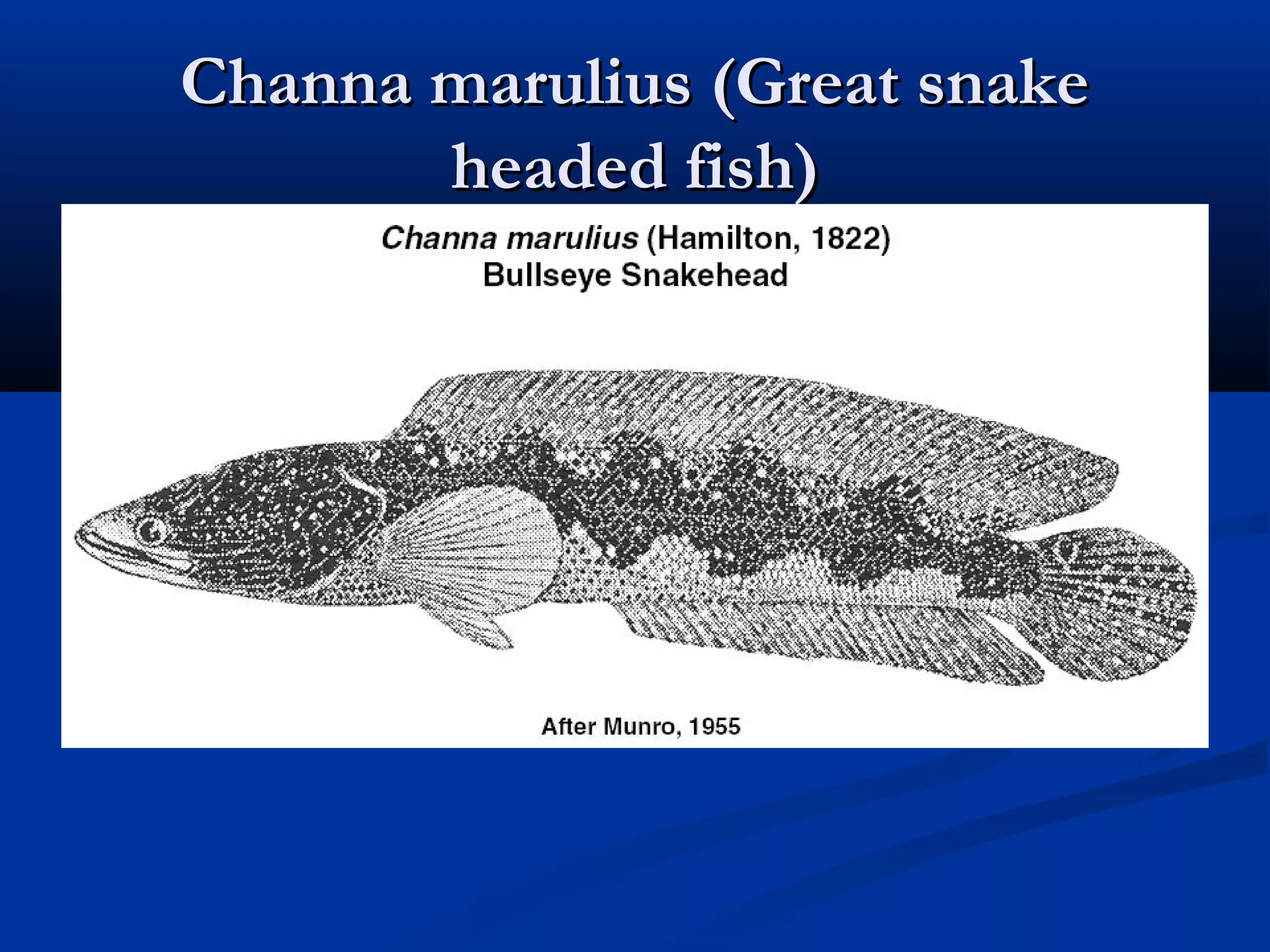 Fresh and marine fish and shell fish | PPT