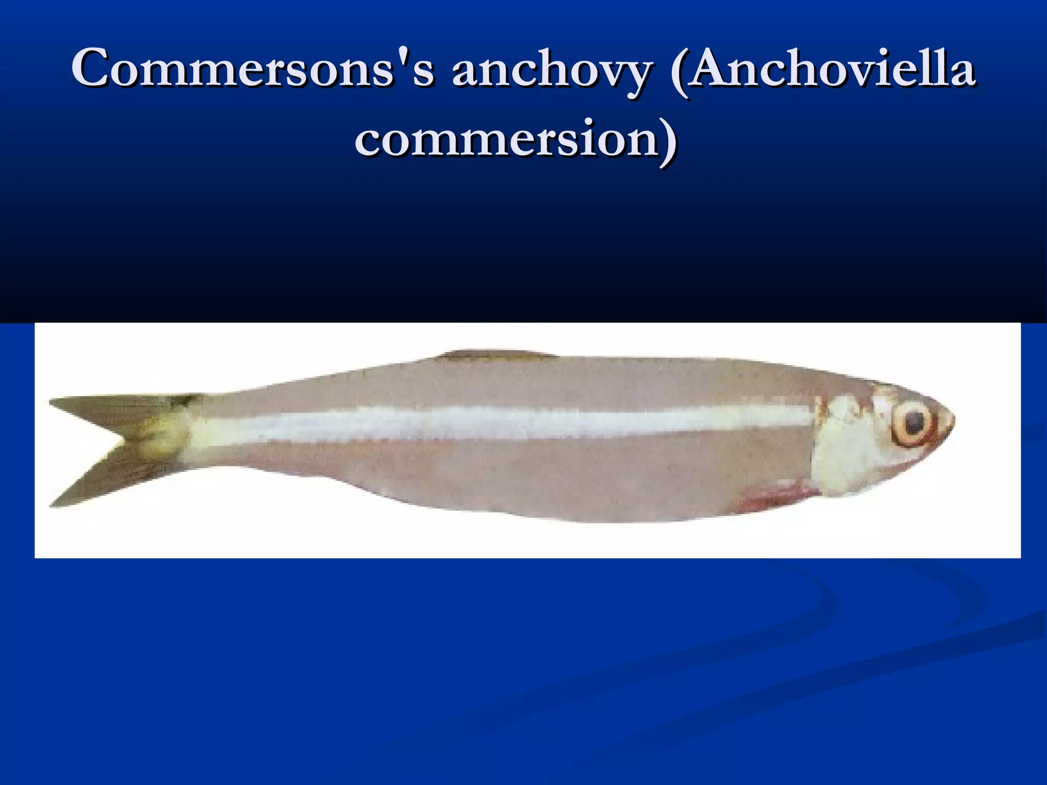 Fresh and marine fish and shell fish | PPT | Zoos & Aquariums | Attractions