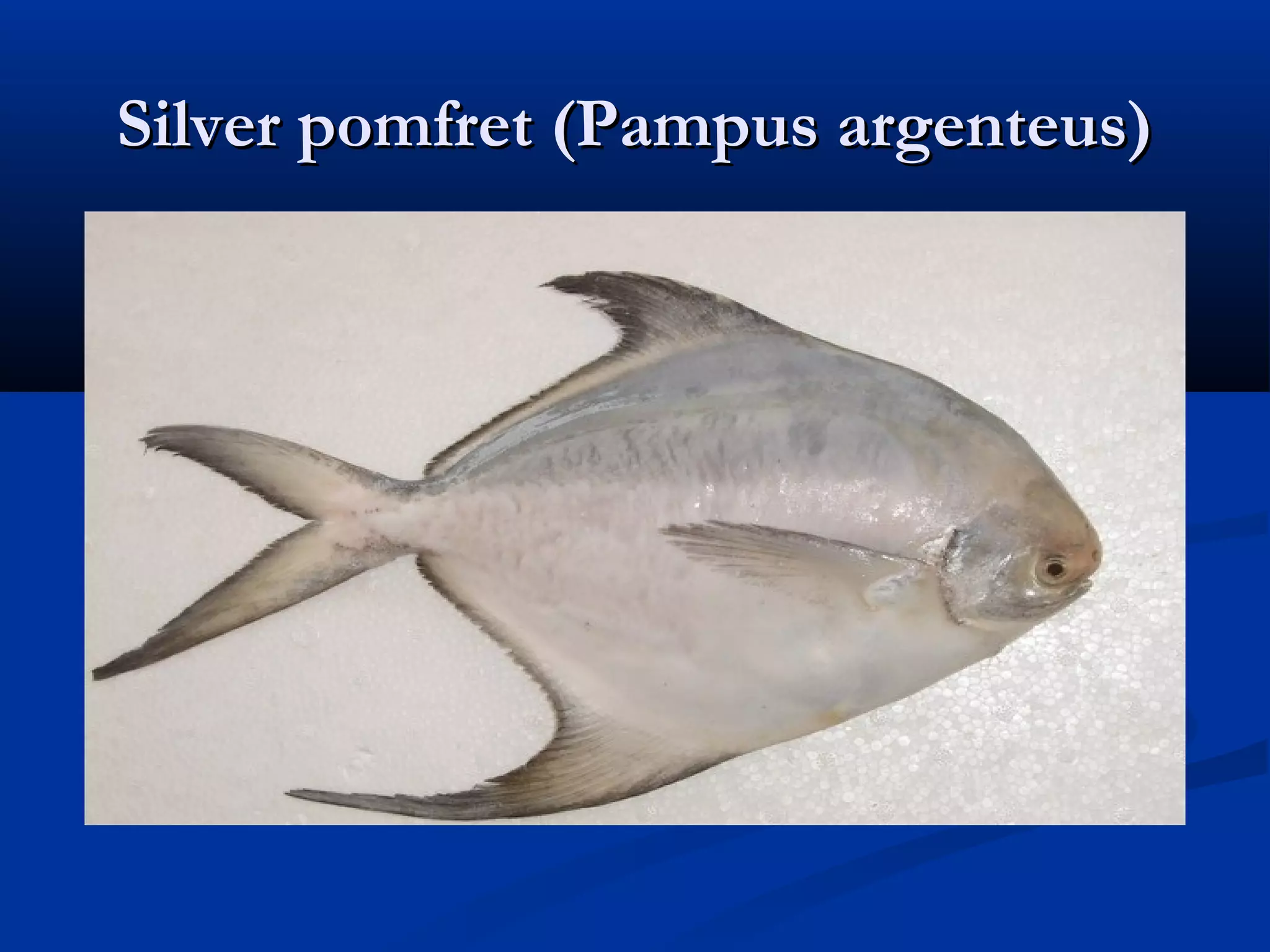 Fresh and marine fish and shell fish | PPT