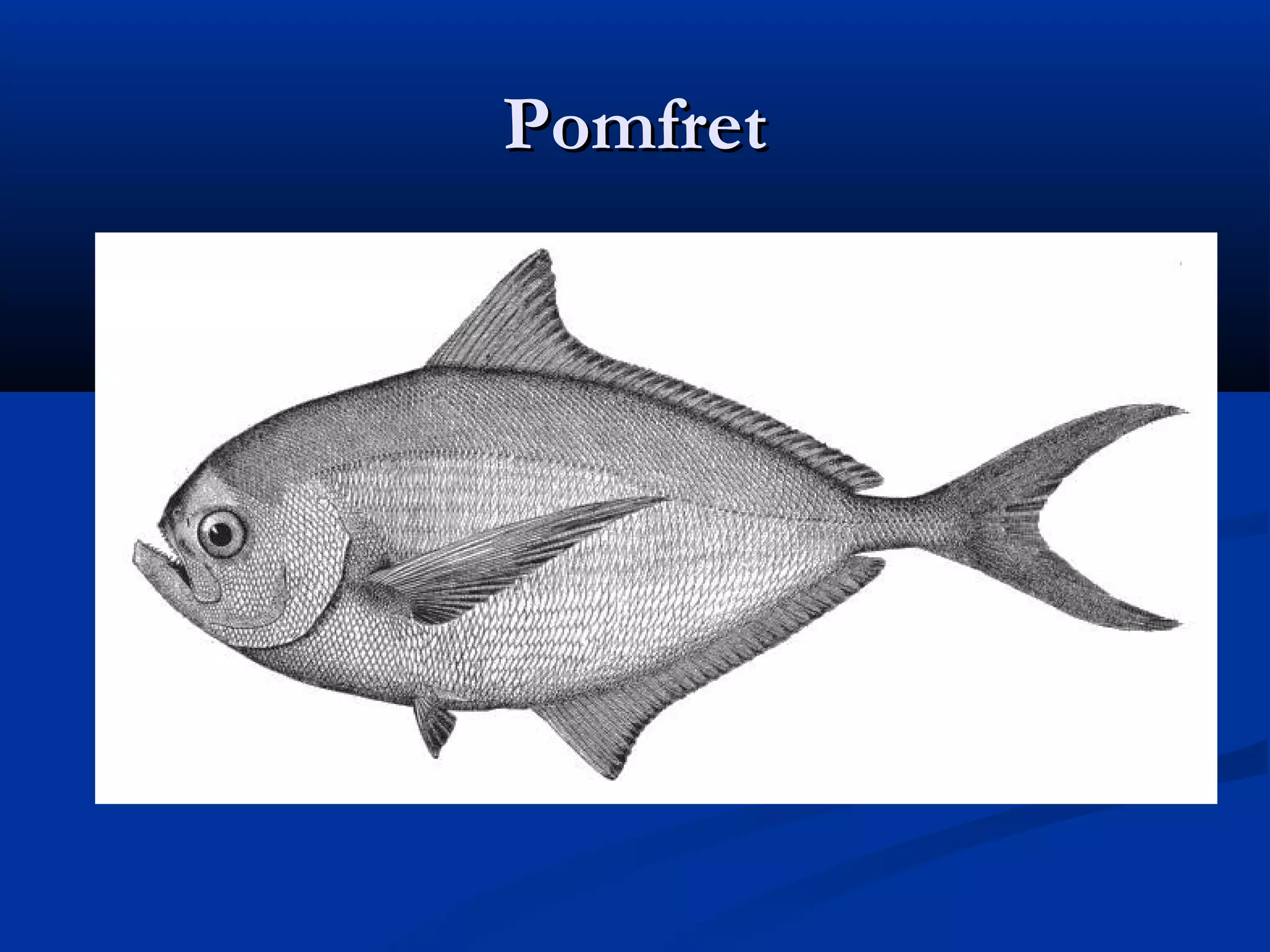 Fresh and marine fish and shell fish | PPT | Zoos & Aquariums | Attractions