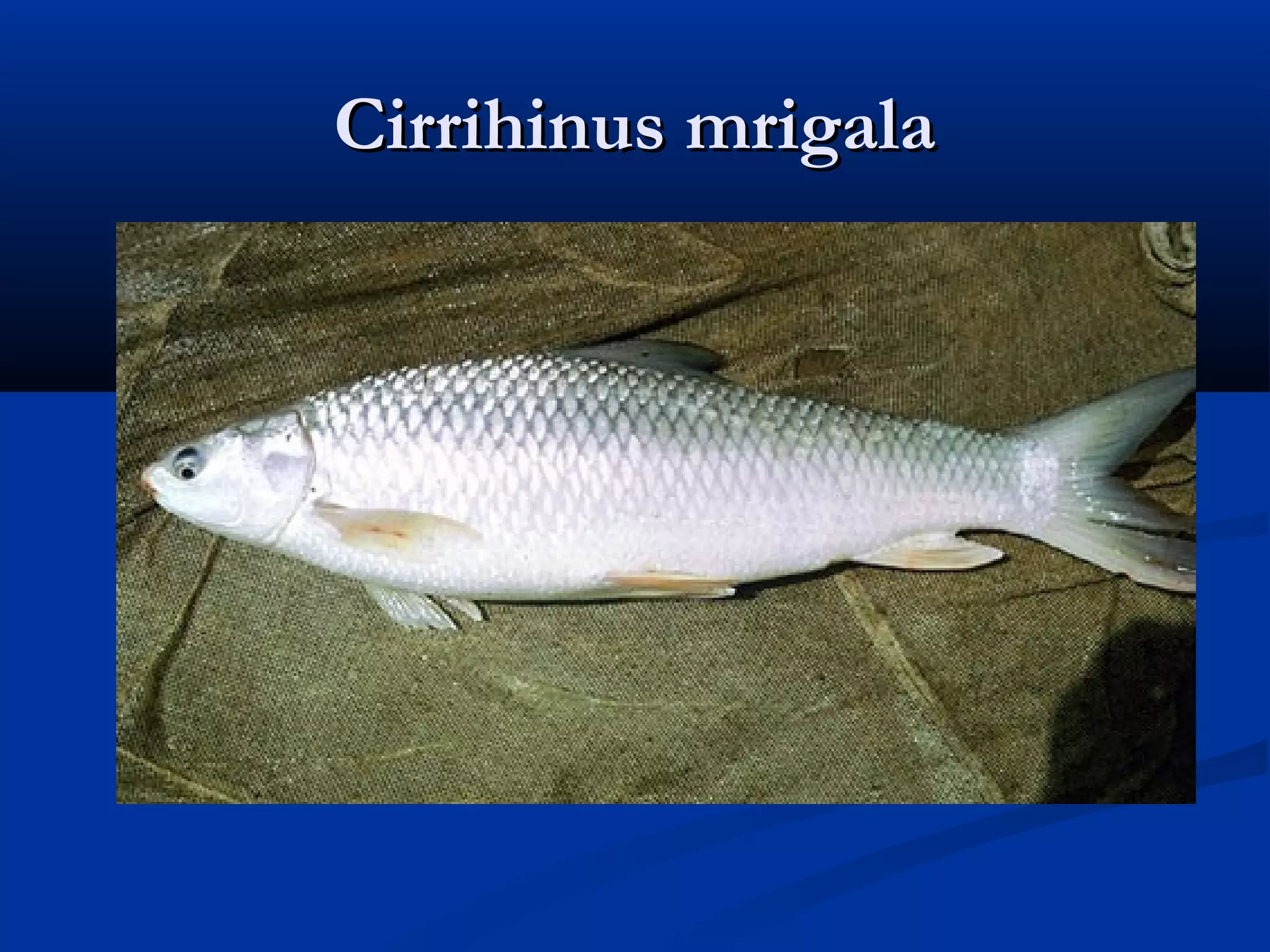 Fresh and marine fish and shell fish | PPT