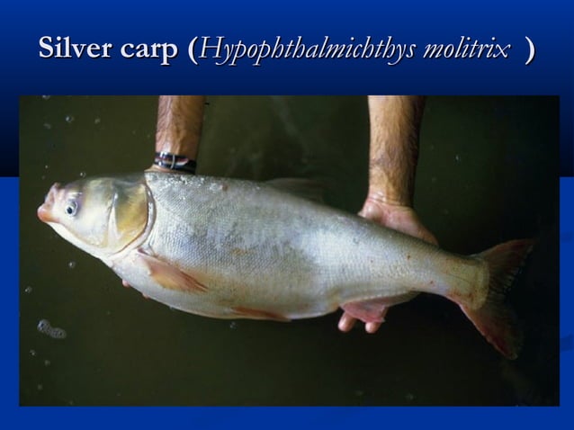 Fresh and marine fish and shell fish | PPT | Zoos & Aquariums | Attractions