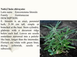 Fresh herbs ppt3 | PPTX