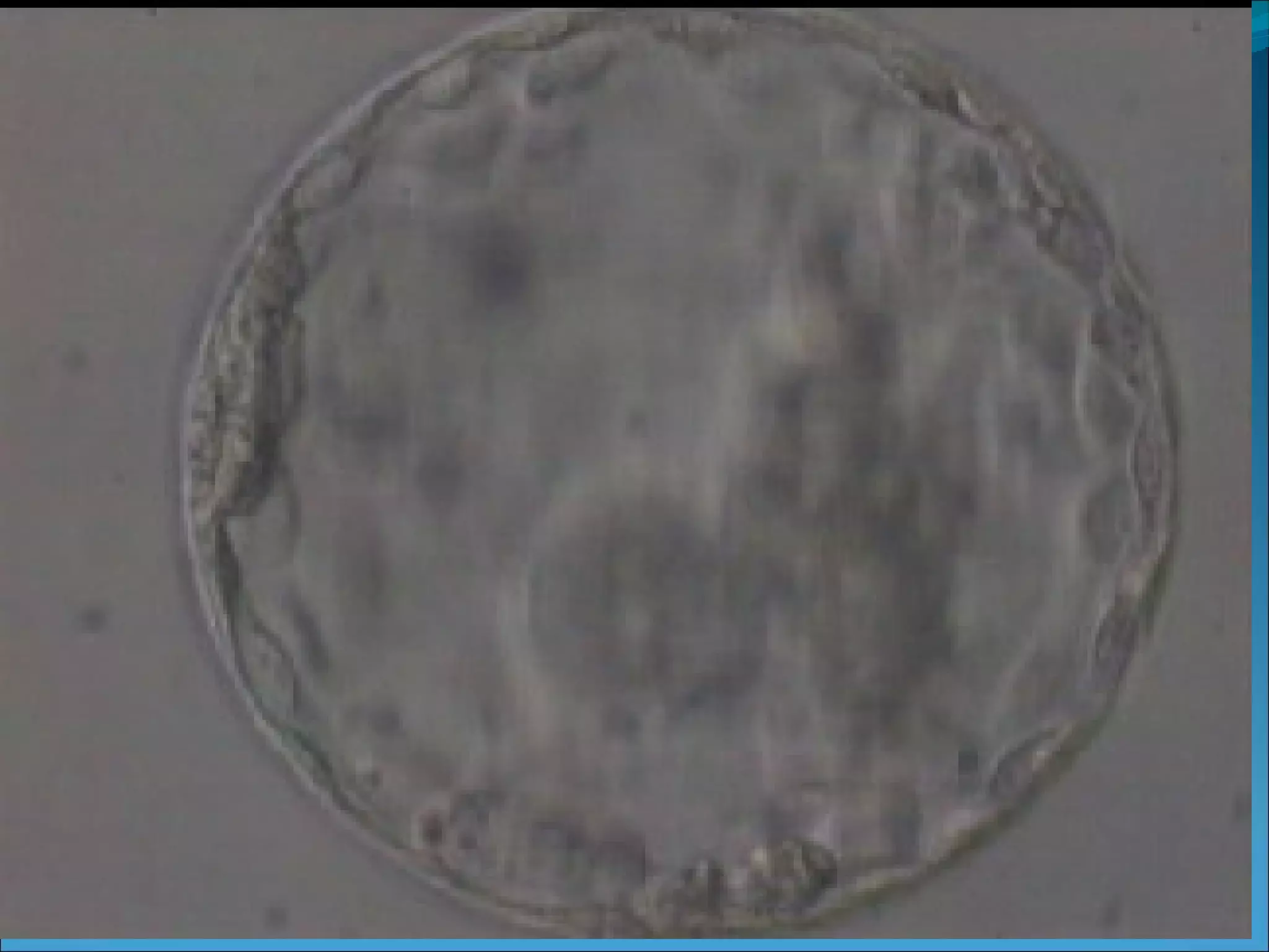 Fresh or frozen embryos – which are better | PPT
