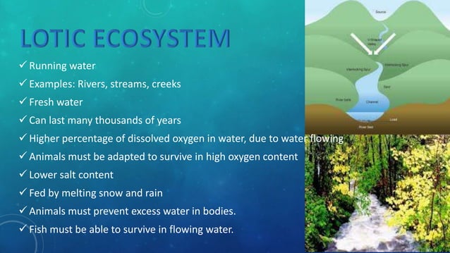 Freshwater | PPTX | Geography | Science