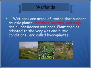 FRESH WATER | PPT