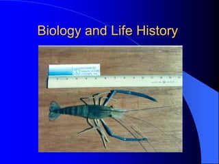 Freshwater prawn-hatchery-and-nursery-production | PDF