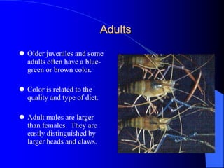 Freshwater prawn-hatchery-and-nursery-production | PDF