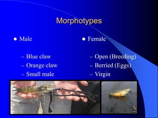 Freshwater prawn-hatchery-and-nursery-production | PDF
