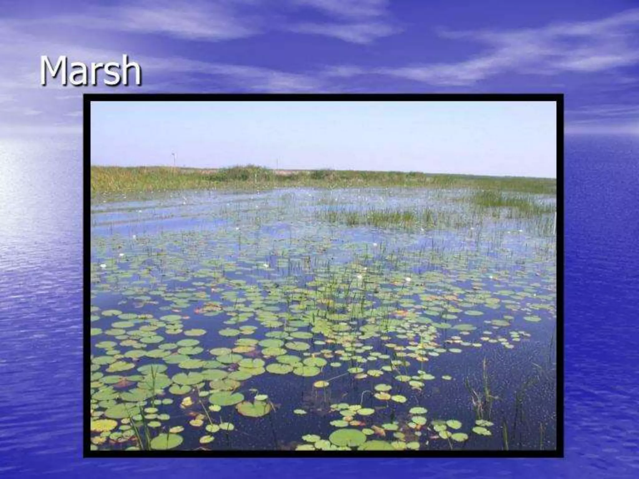 Fresh water and marine ecosystems | PPTX