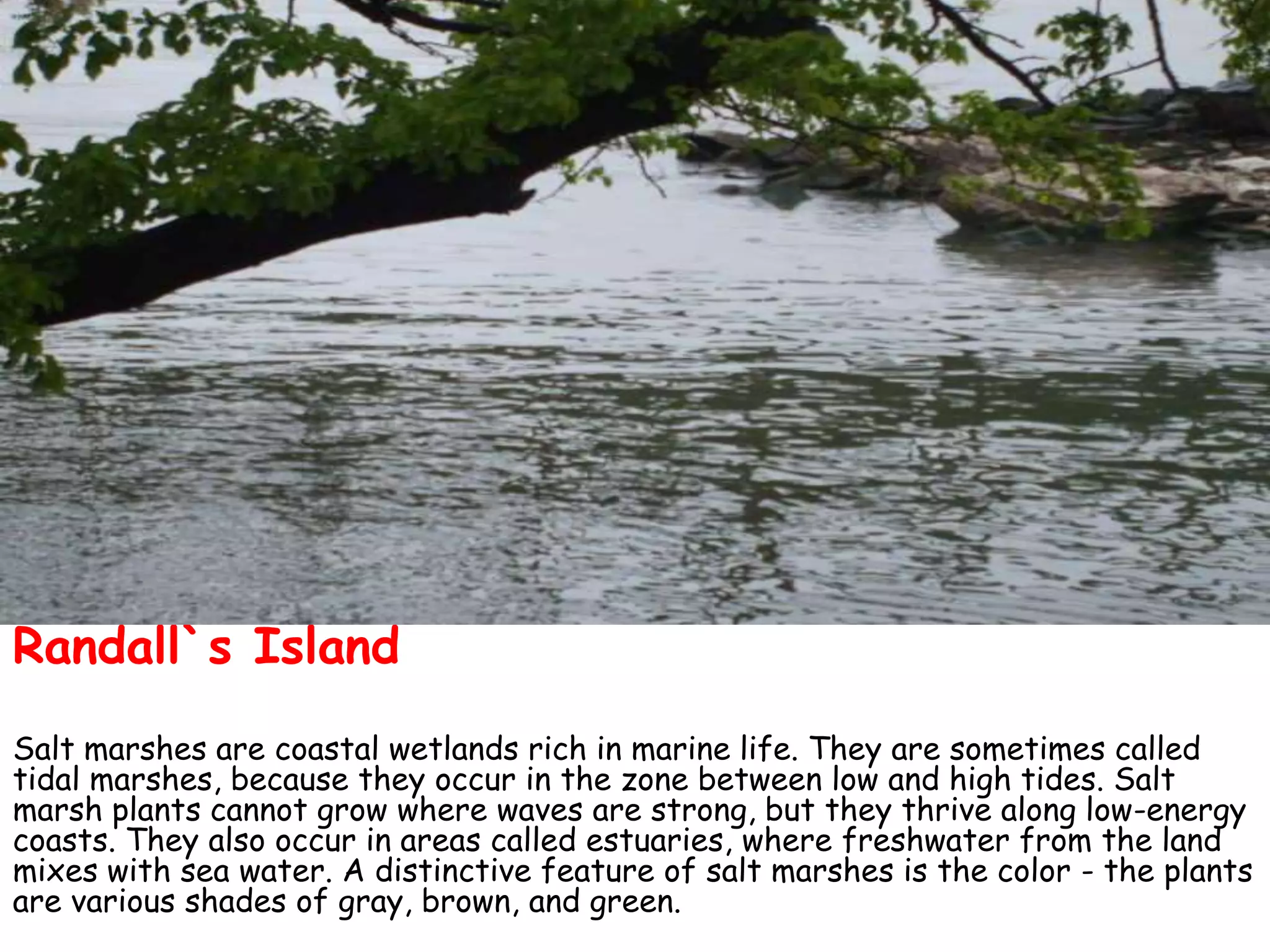 Freshwater and saltmarsh | PPSX