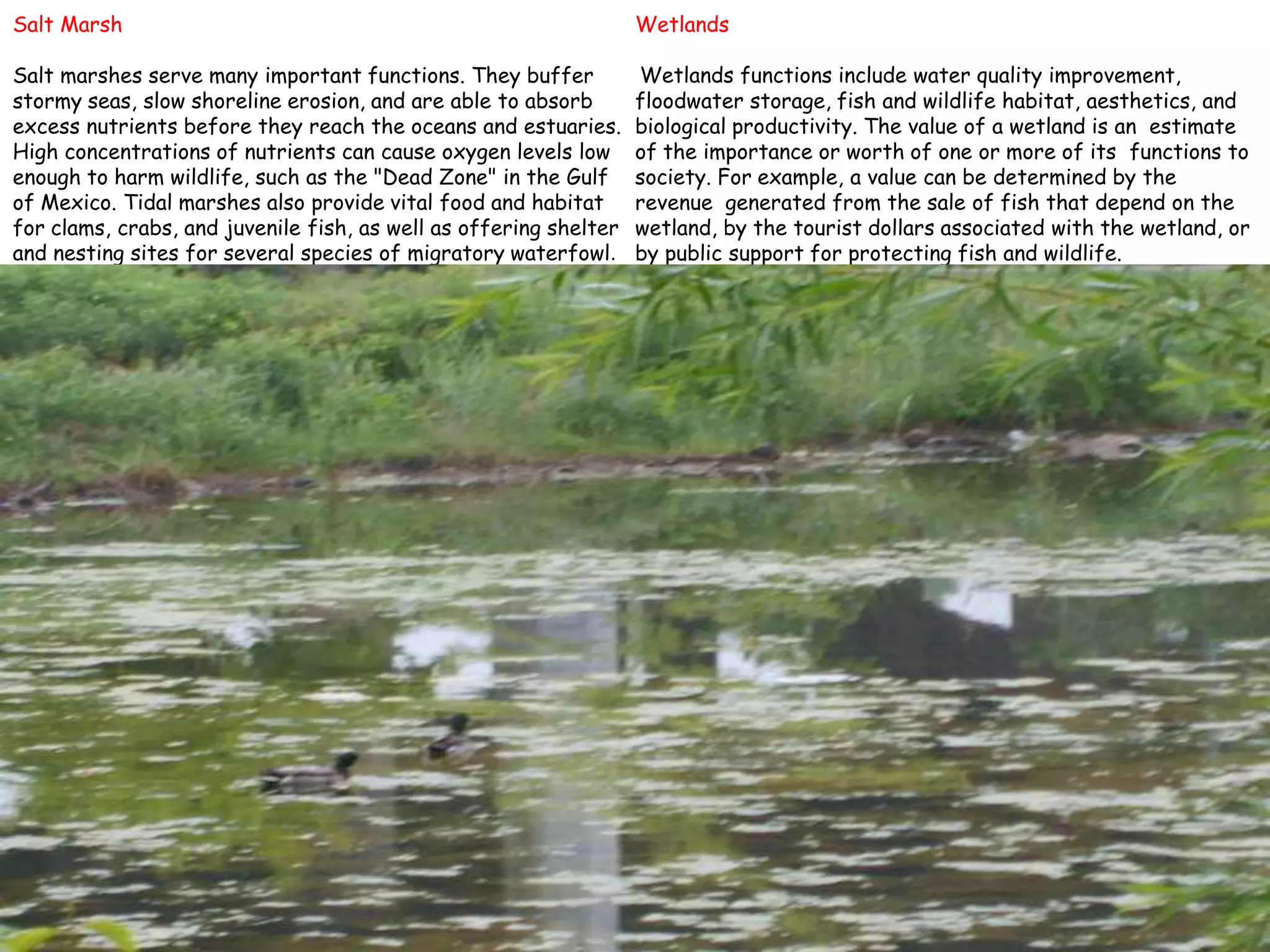 Freshwater and saltmarsh | PPSX