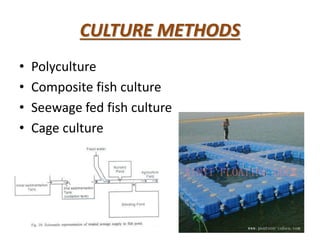 TRAITS OF IMPORTANT CULTIVABLE FISH AND SHELLFISH & THEIR CULTURE ...