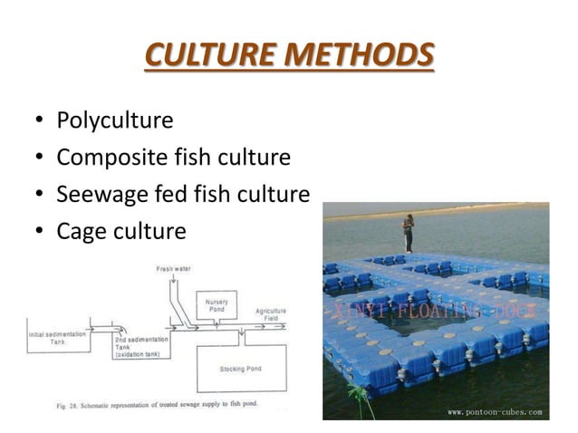TRAITS OF IMPORTANT CULTIVABLE FISH AND SHELLFISH & THEIR CULTURE ...