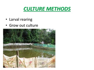 TRAITS OF IMPORTANT CULTIVABLE FISH AND SHELLFISH & THEIR CULTURE ...