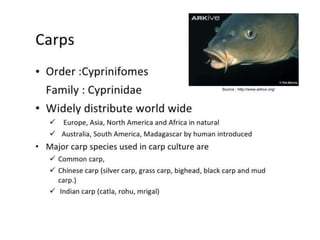 TRAITS OF IMPORTANT CULTIVABLE FISH AND SHELLFISH & THEIR CULTURE ...