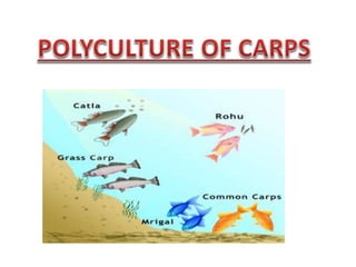 TRAITS OF IMPORTANT CULTIVABLE FISH AND SHELLFISH & THEIR CULTURE ...